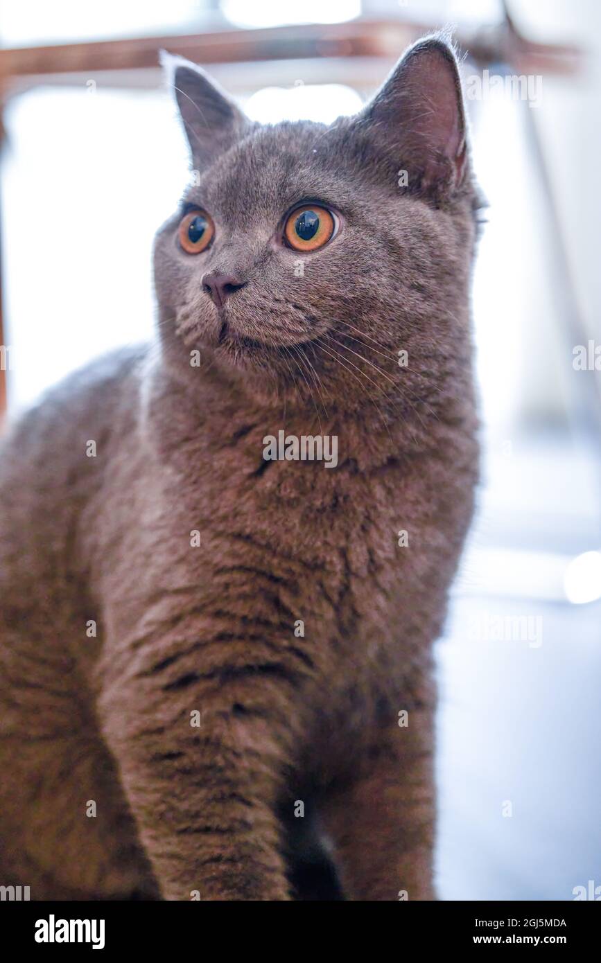 Close-up of a cute blue-gray British shorthair pet cat at home Stock ...