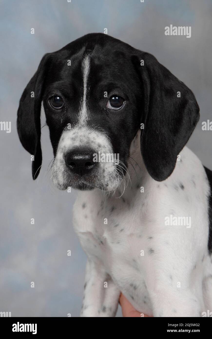 English Pointer puppy Stock Photo - Alamy