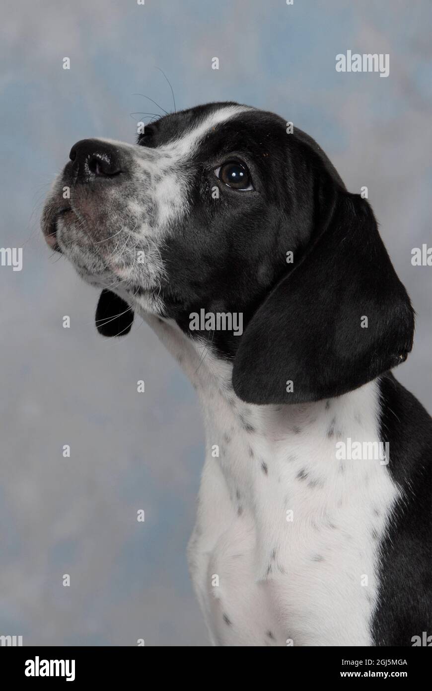 English pointer hunting hi-res stock photography and images - Alamy