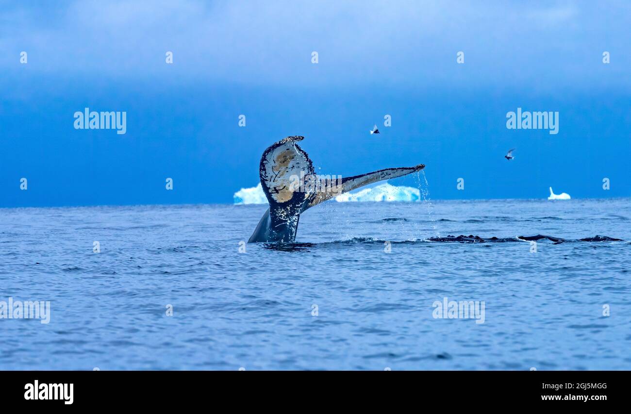Humpback Baleen Whale Tail Chasing Krill blue iceberg sea water ...