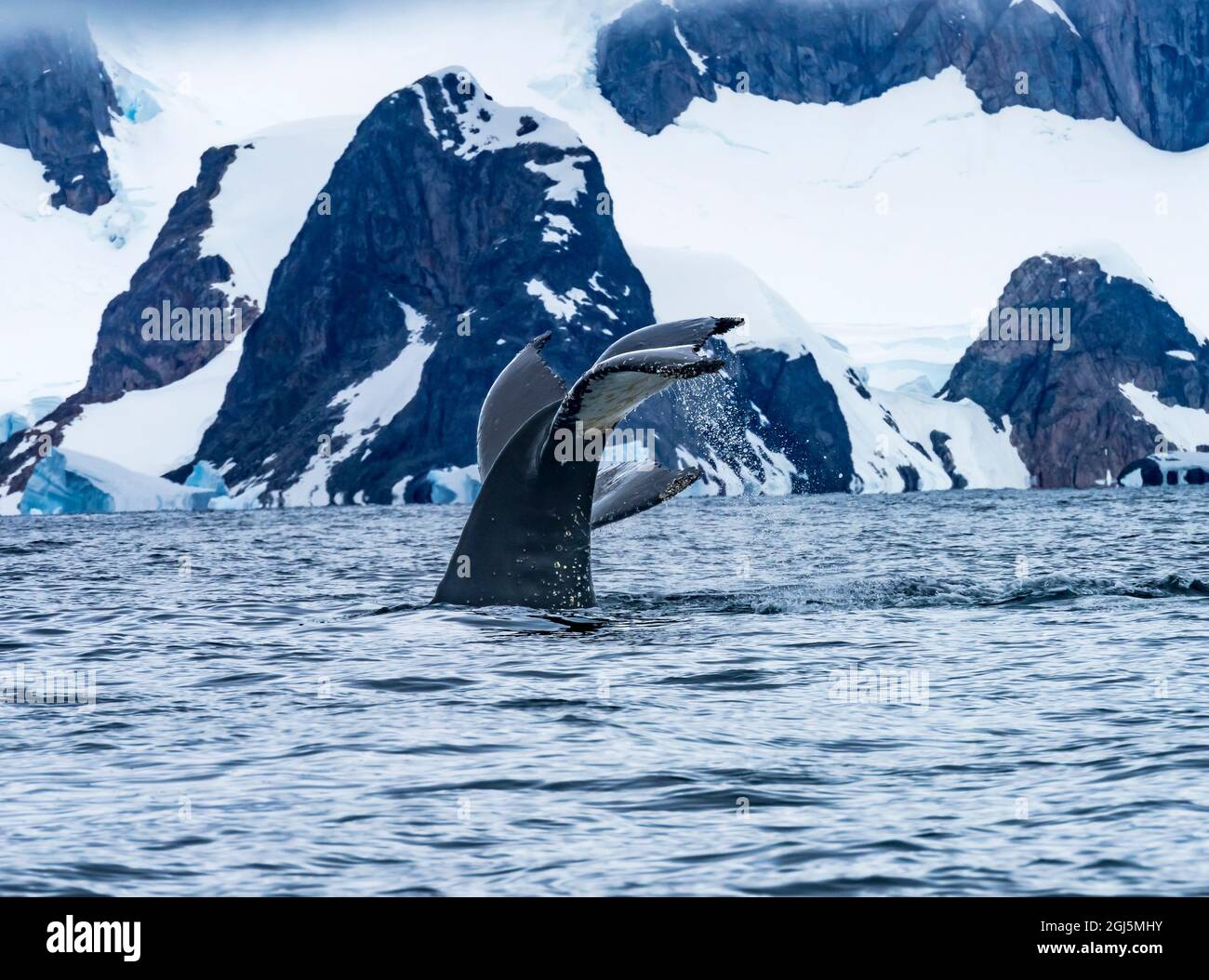 Humpback Baleen Whale Tail Chasing Krill blue Charlotte Bay, Antarctica ...