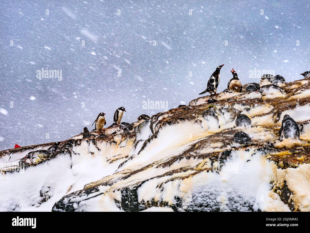 Snowing Gentoo Penguins Rookery Nests Gentoo Penguins Mikkelsen Harbor ...