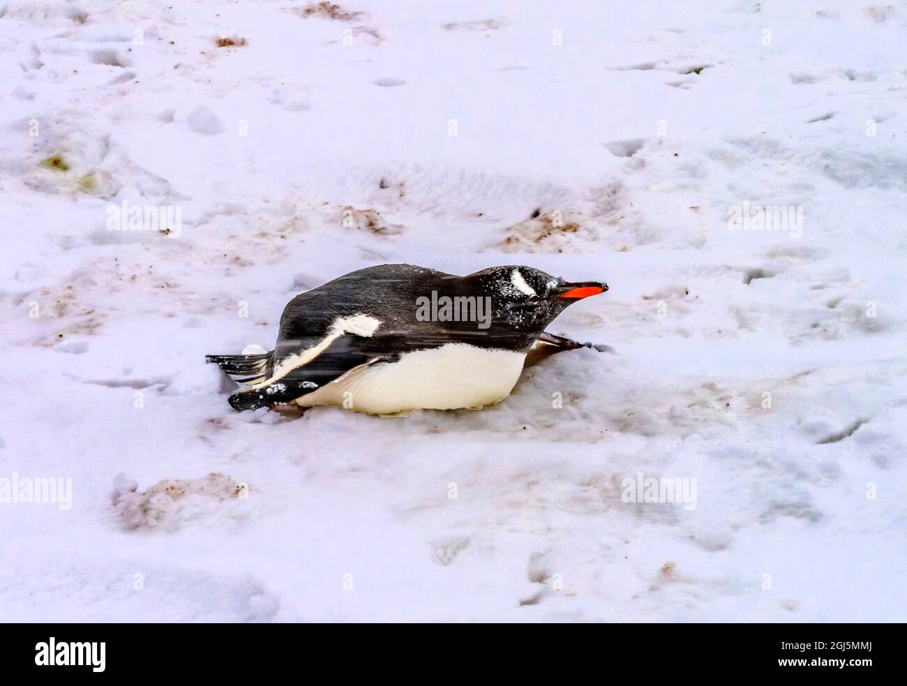 Snowing Gentoo Penguin Sliding on Penguin Highway Snowstorm Mikkelsen ...