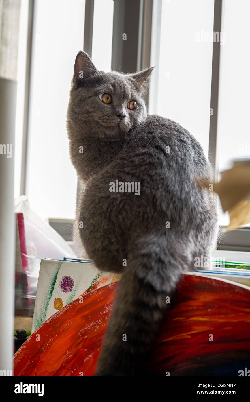 Close-up of a cute blue-gray British shorthair pet cat at home Stock ...
