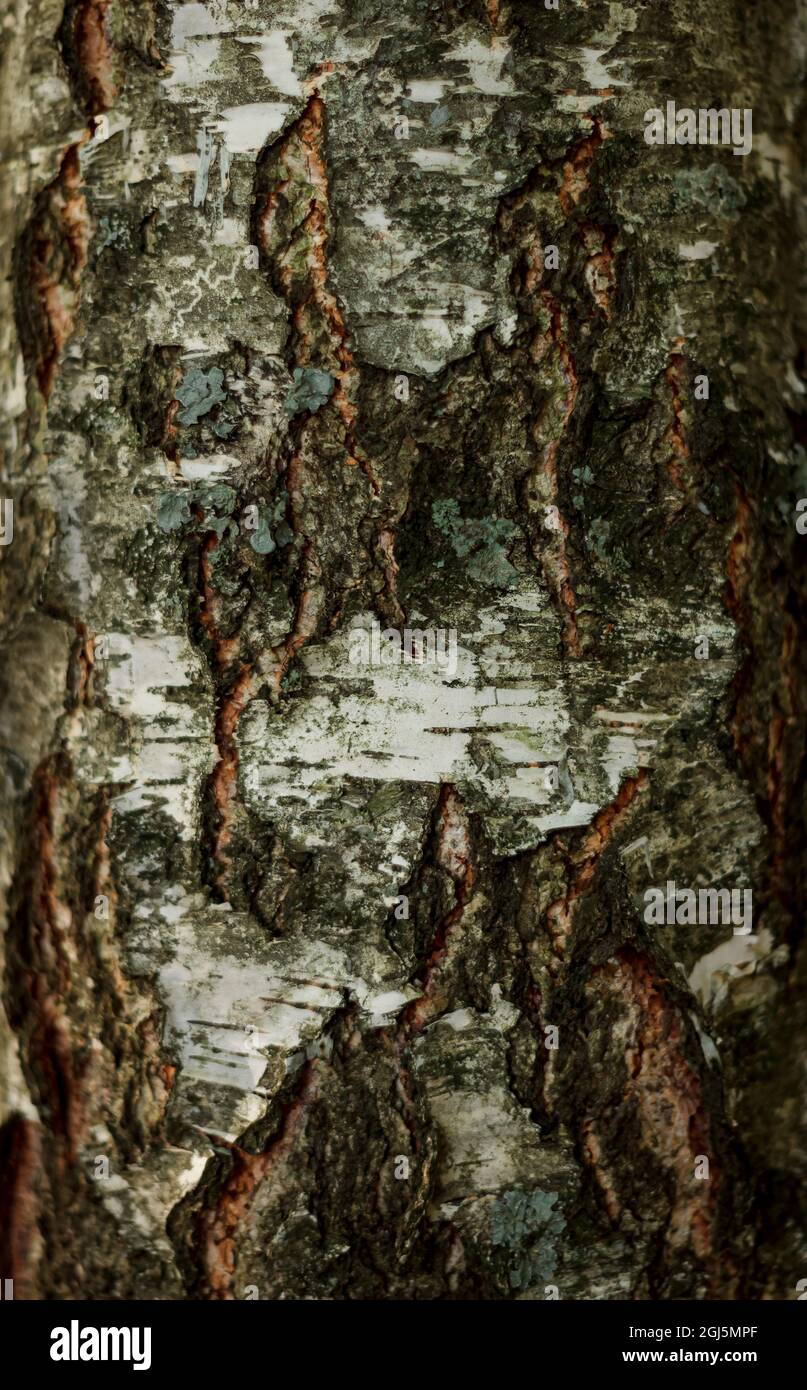 Natural background in abstract style Old birch tree bark embossed ...