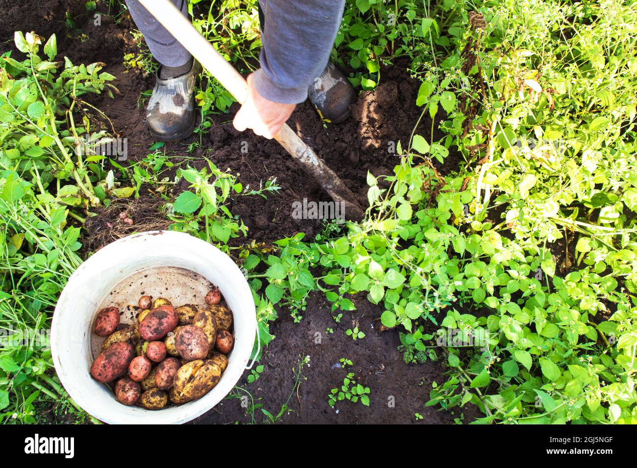 Farmer digging potatoes in the garden. Harvest organic potatoes Stock ...