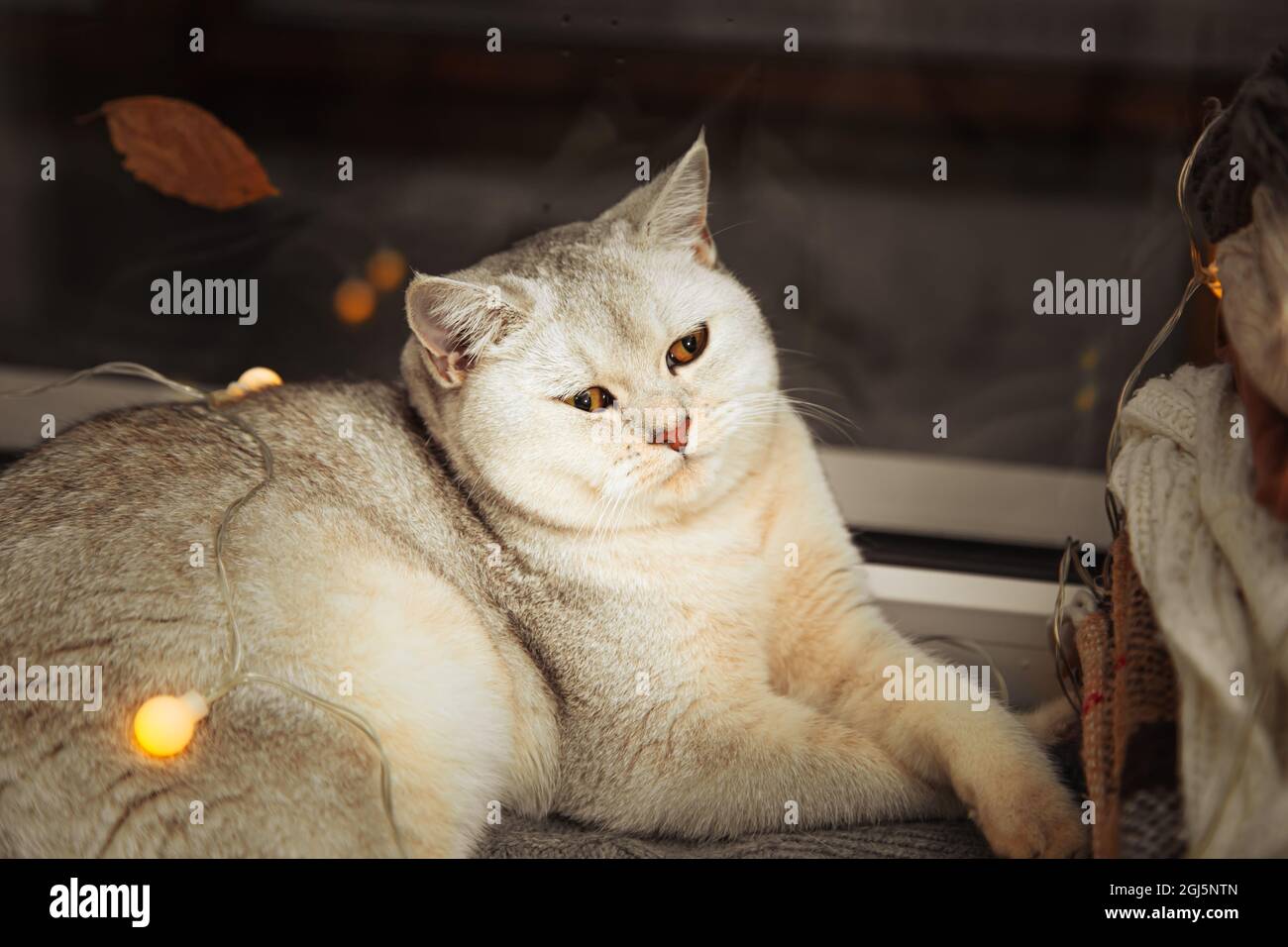 White British cat lies on the windowsill. Autumn, rain outside the ...