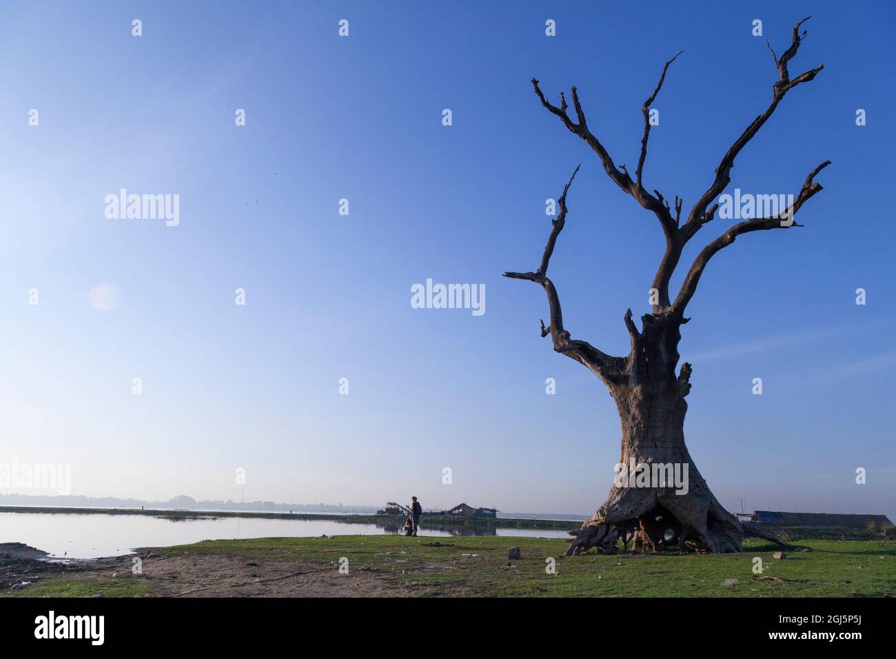 Lone tree in Myanmar Stock Photo - Alamy