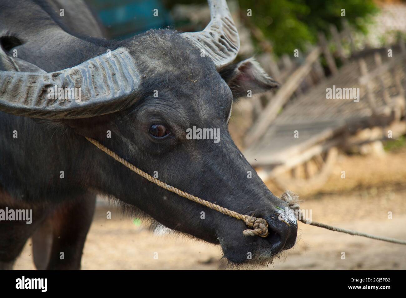 Buffalo tied hi-res stock photography and images - Alamy