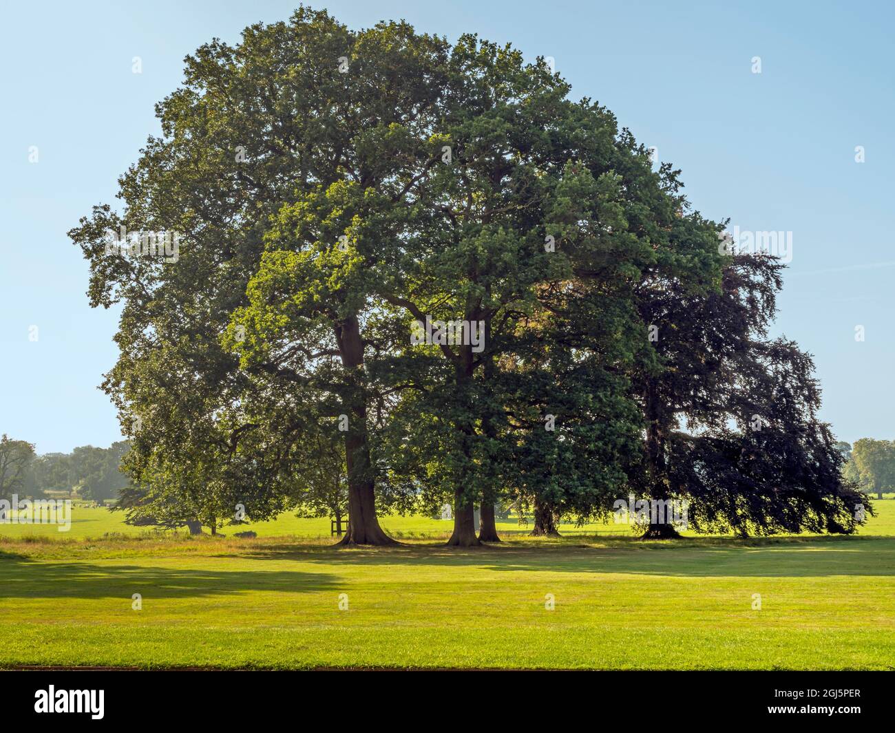 Mature trees hi-res stock photography and images - Alamy