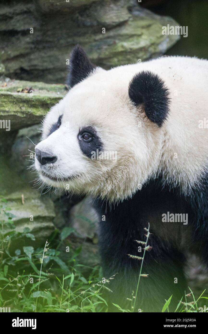 Asia, China, Sichuan Province, Cheng Du, Giant Panda Stock Photo - Alamy