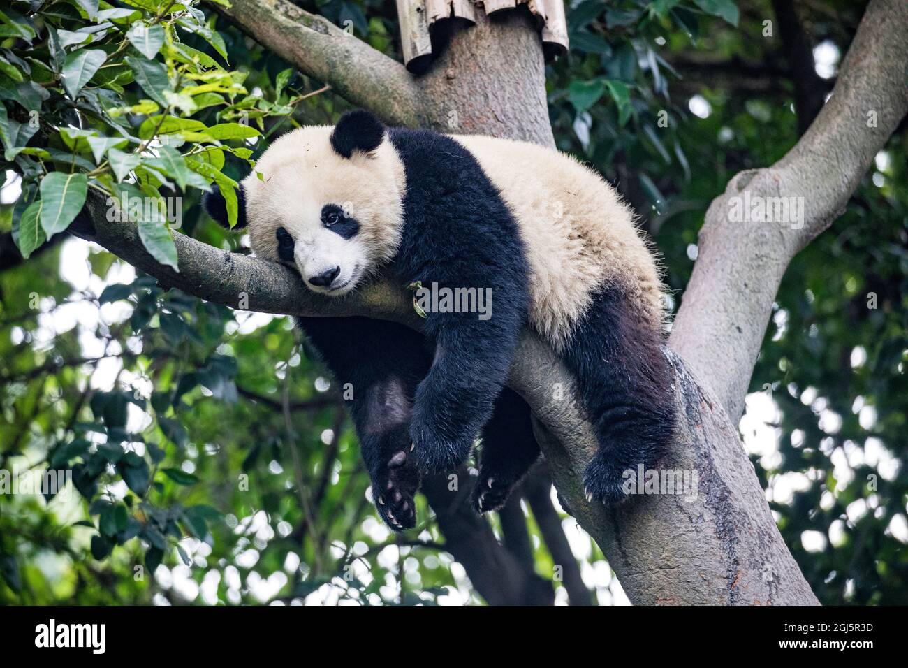 Asia, China, Sichuan Province, Cheng Du, Giant Panda Stock Photo - Alamy