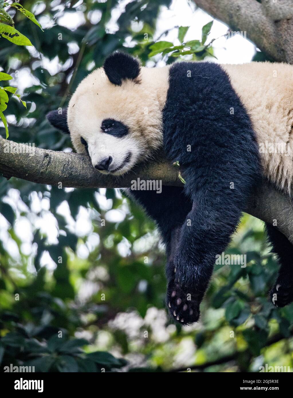 Asia, China, Sichuan Province, Cheng Du, Giant Panda Stock Photo - Alamy
