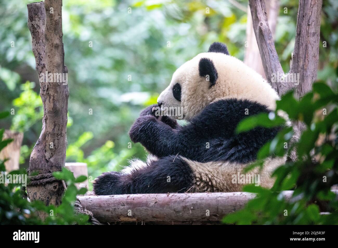 Asia, China, Sichuan Province, Cheng Du, Giant Panda Stock Photo - Alamy