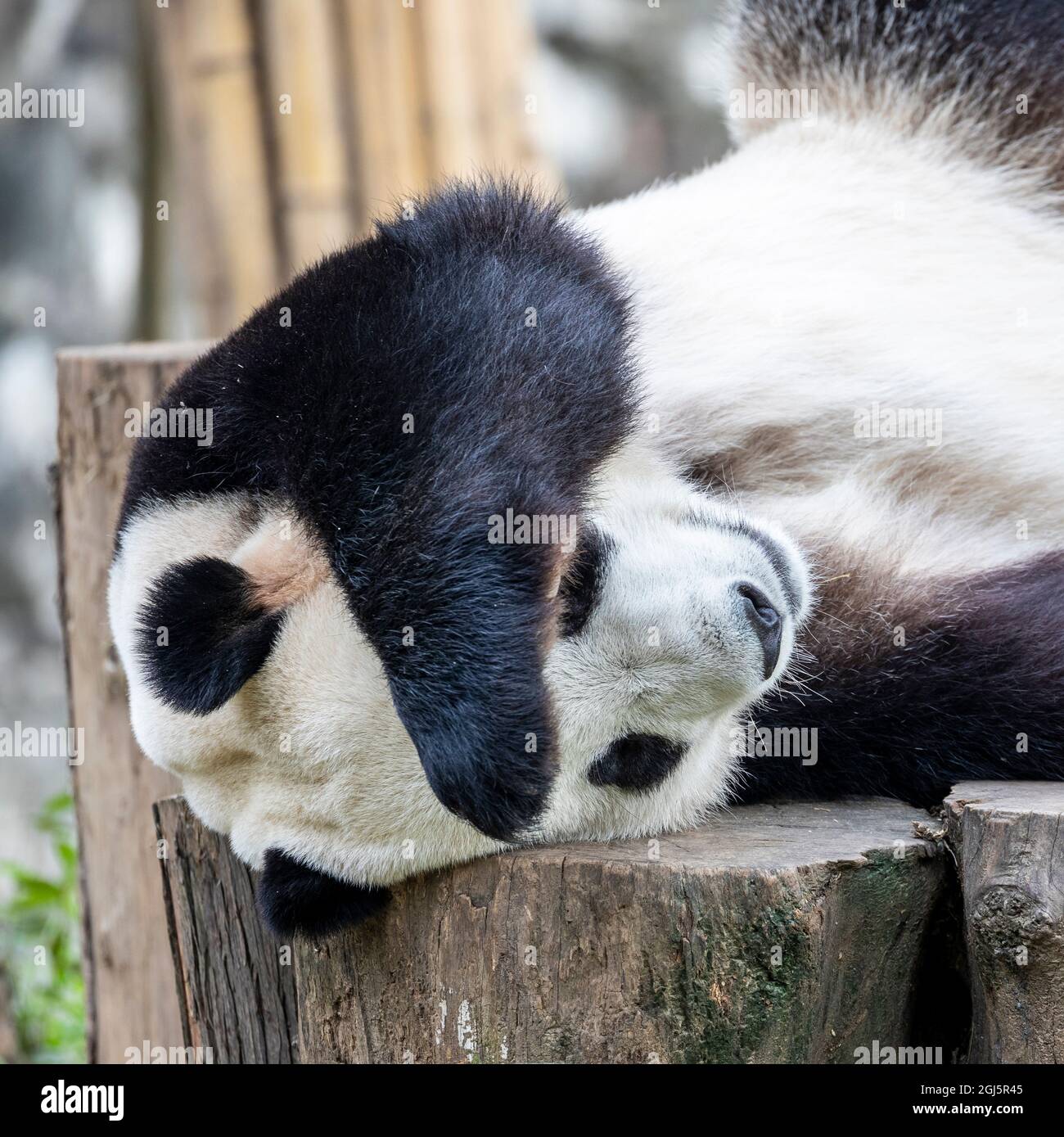 Mt qincheng town hi-res stock photography and images - Alamy