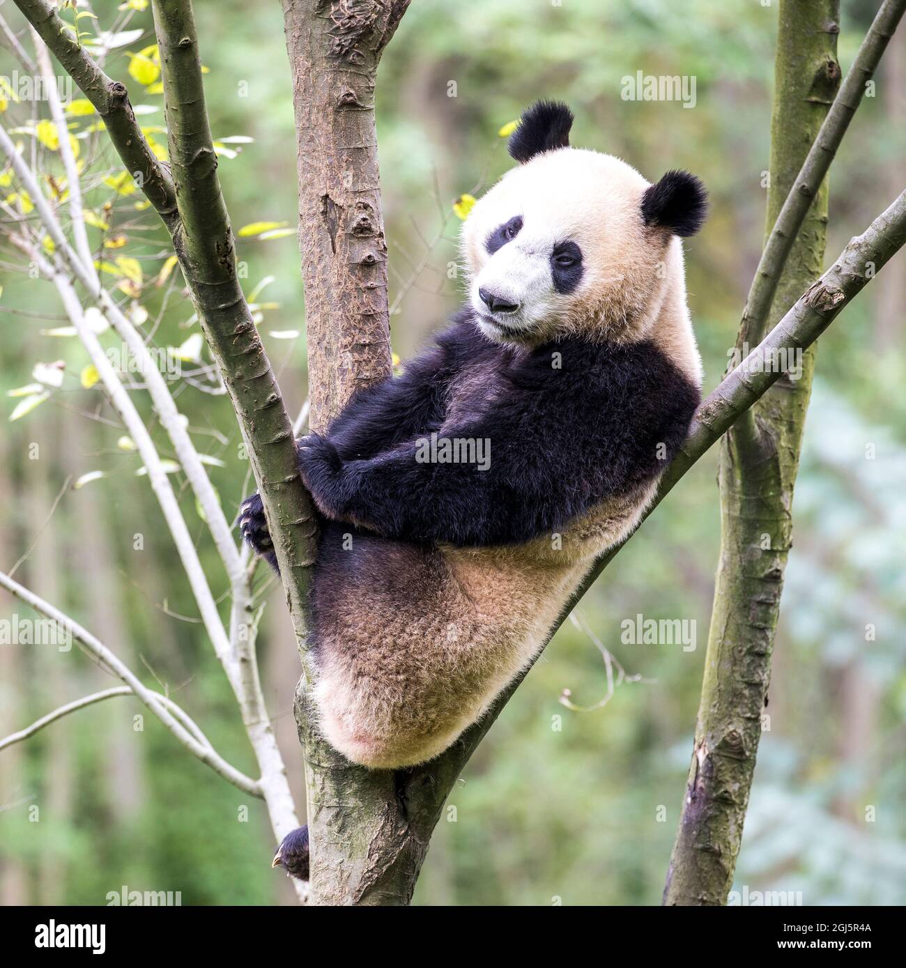 Asia, China, Sichuan Province, Mt. Qincheng Town, Giant Panda Stock ...