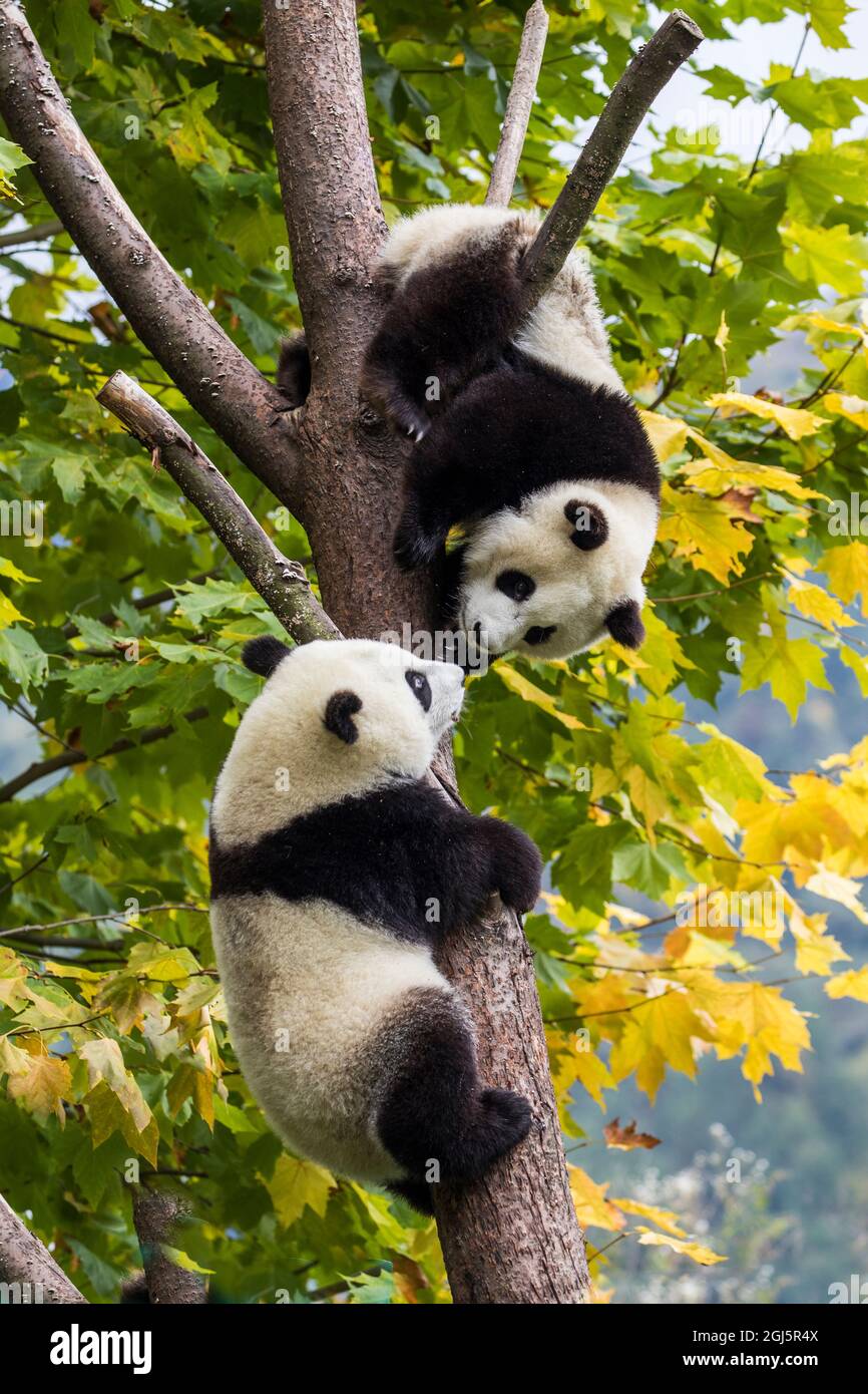 Asia, China, Wolong, Giant Panda, Part of the UNESCO Man and Biosphere ...