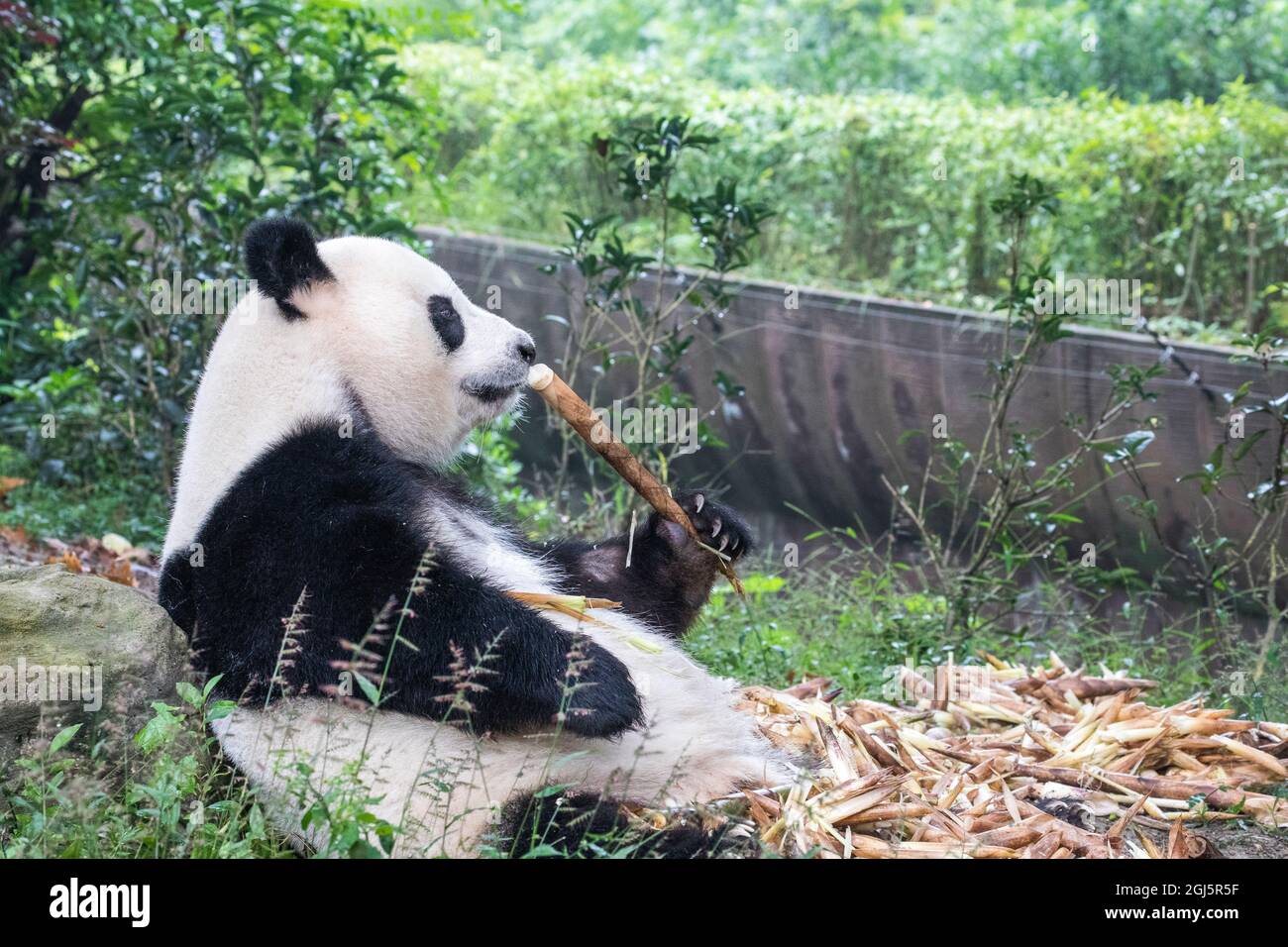 Asia, China, Sichuan Province, Cheng Du, Giant Panda Stock Photo - Alamy