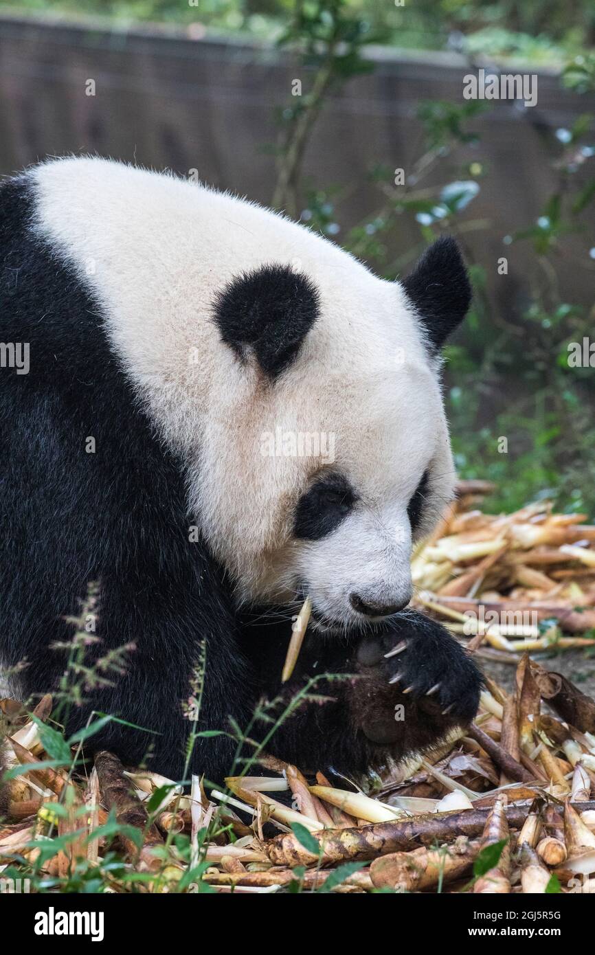 Asia, China, Sichuan Province, Cheng Du, Giant Panda Stock Photo - Alamy