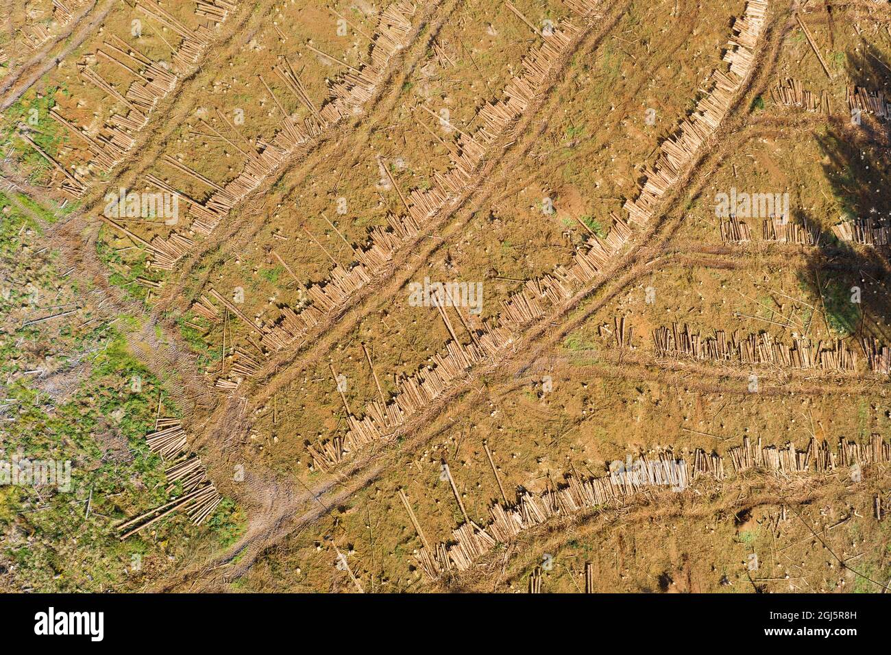 a felled forest from above Stock Photo - Alamy