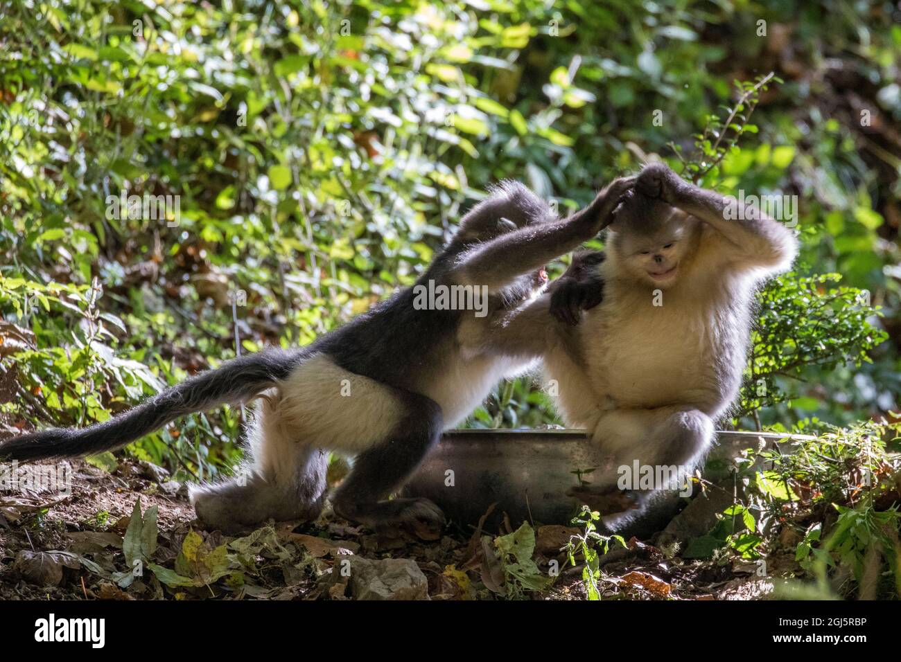 Fighting monkeys hi-res stock photography and images - Alamy