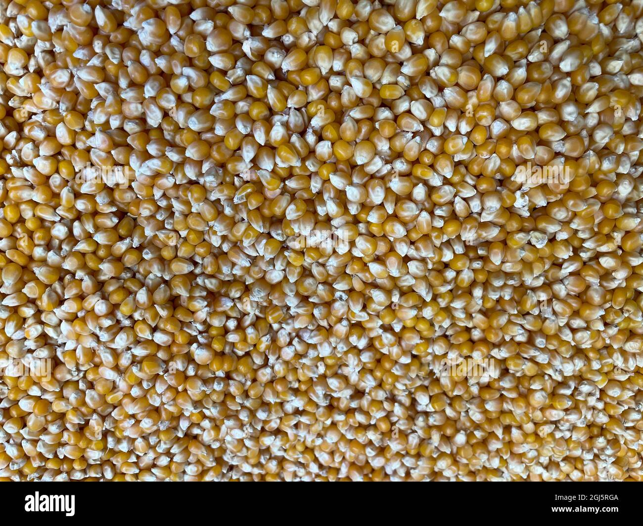 fresh Corn kernels texture background Stock Photo - Alamy