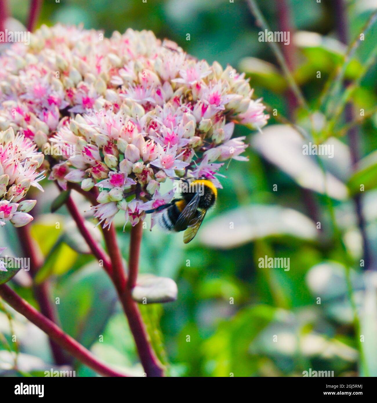 Bumblebee september hi-res stock photography and images - Alamy