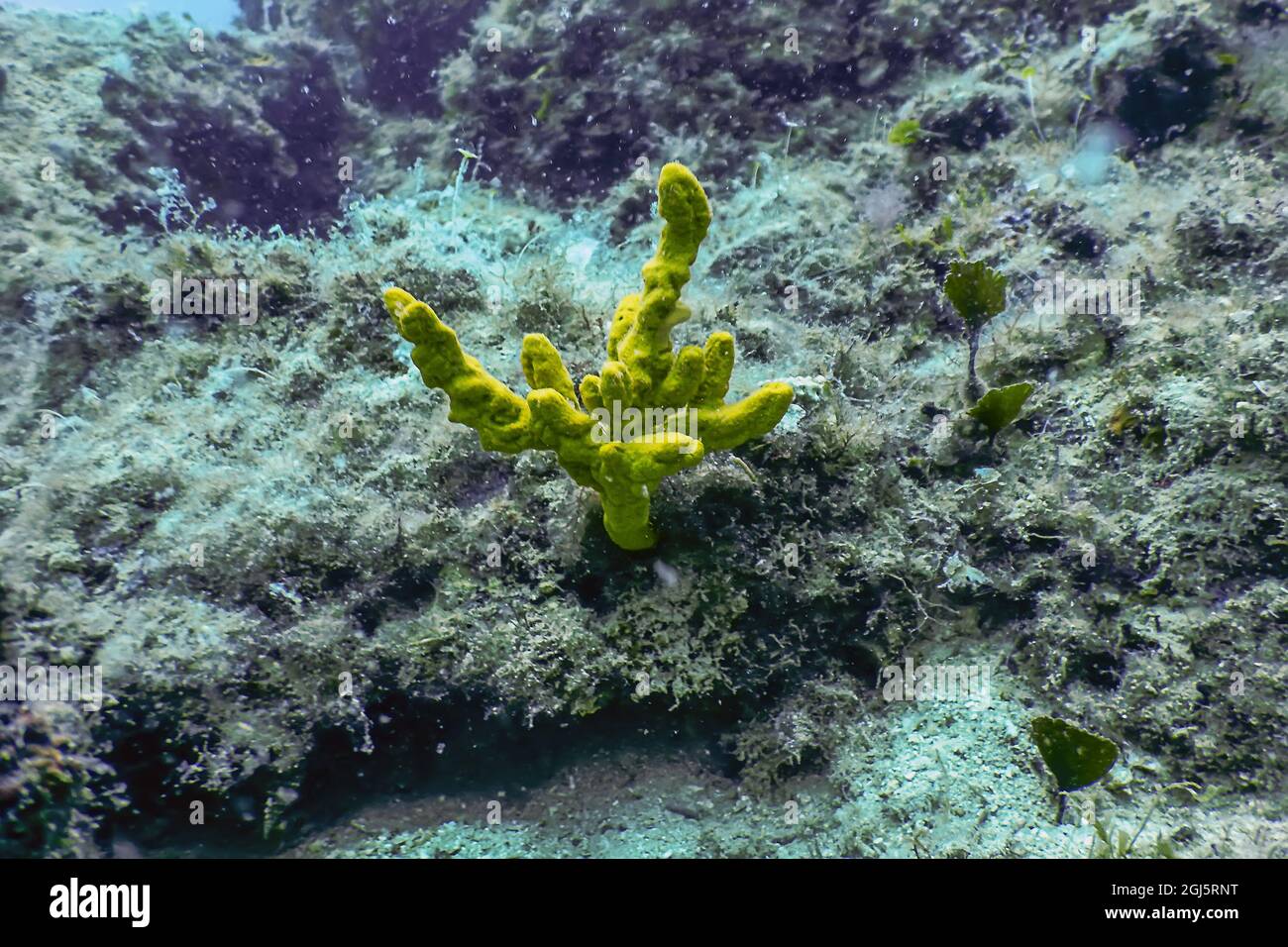 Yellow sponge on bottom of tropical sea, underwater wildlife Stock ...