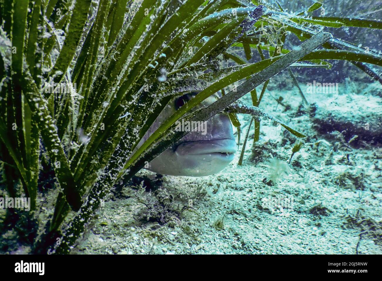 Gilthead seabream underwater (Sparus aurata), Orata, Dorada wildlife ...