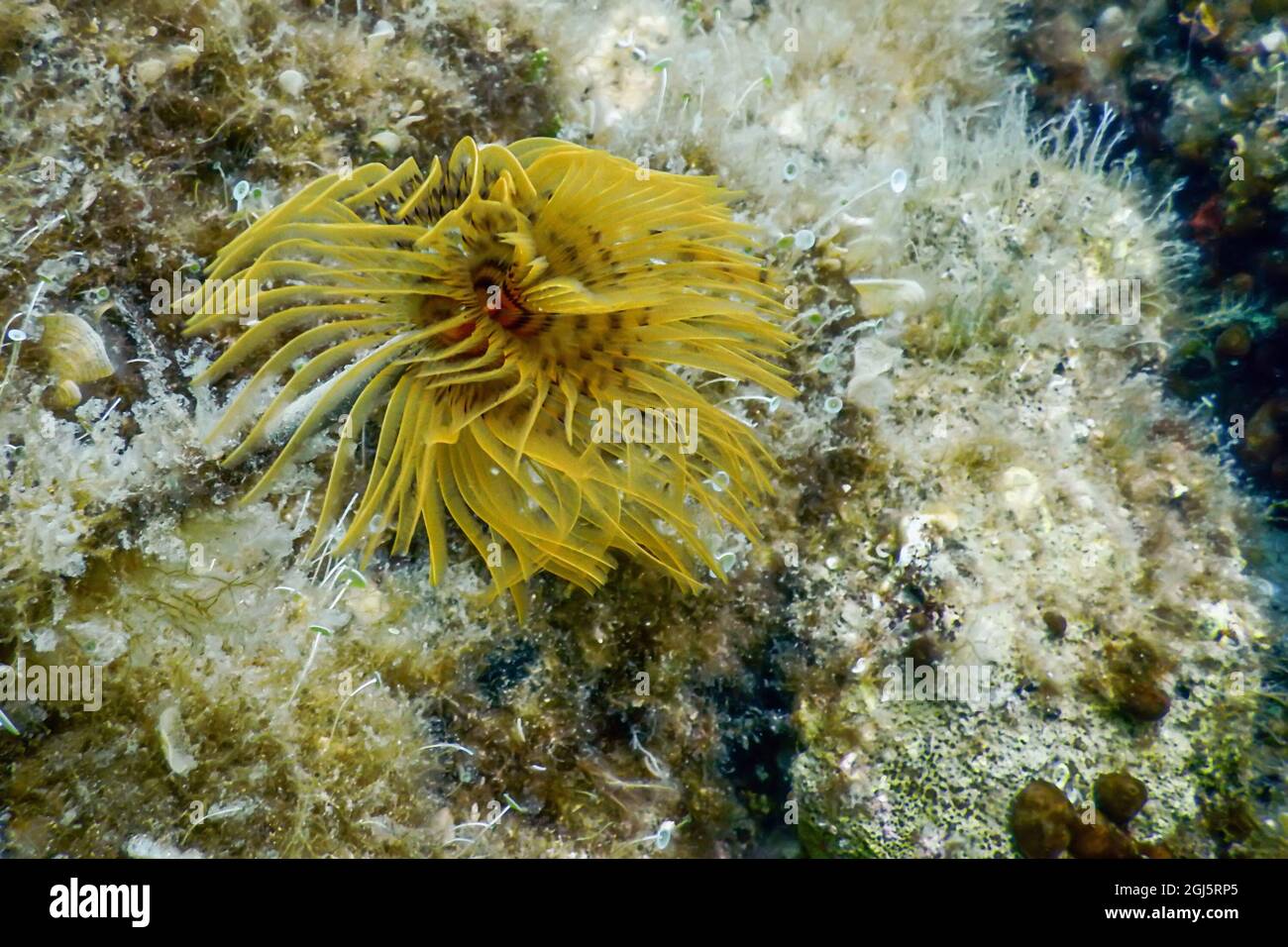 Tubeworm underwater (Sabella spallanzanii) Underwater Sea Life Stock ...