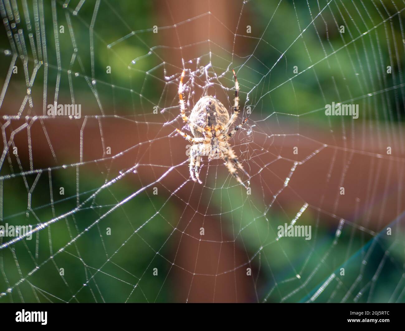 big spider with a web Stock Photo - Alamy