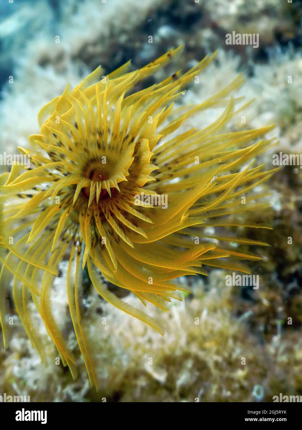 Tubeworm underwater (Sabella spallanzanii) Underwater Sea Life Stock ...