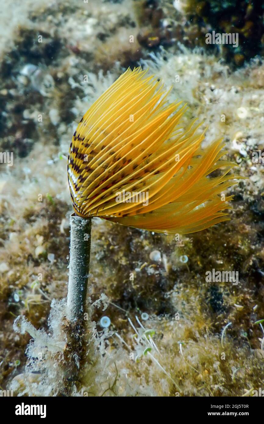 Tubeworm underwater (Sabella spallanzanii) Underwater Sea Life Stock ...