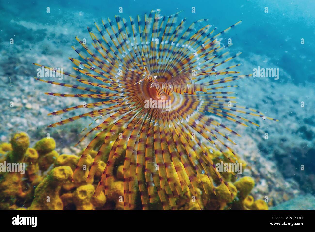 Tubeworm underwater (Sabella spallanzanii) Underwater Sea Life Stock ...