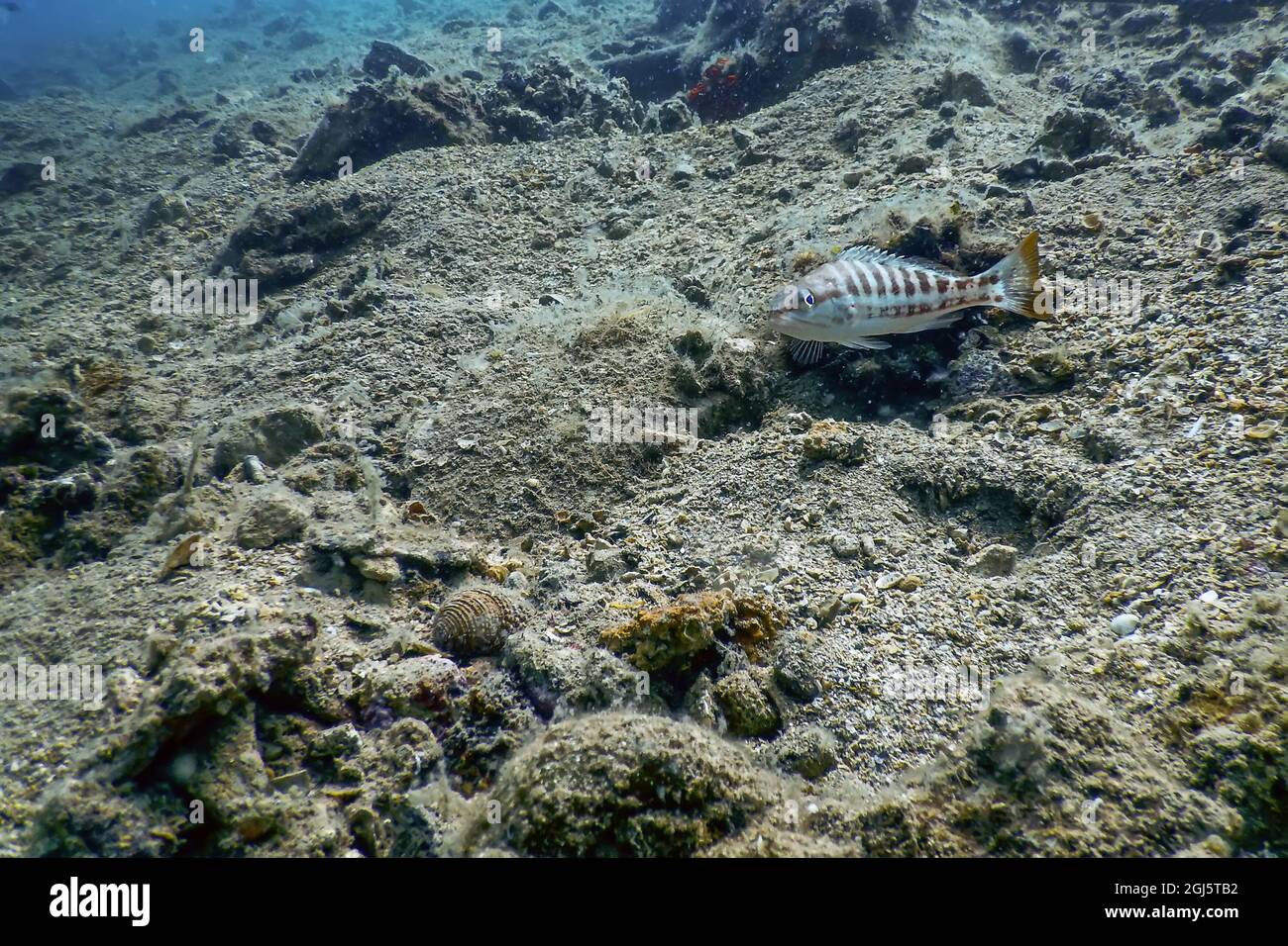 Comber Fish (Serranus cabrilla) Underwater Scene, Wildlife Stock Photo ...