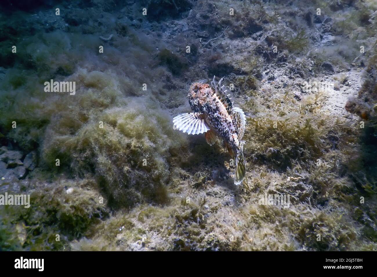 Scorpion Fish Underwater Underwater Life. Scorpionfish (Scorpaena ...