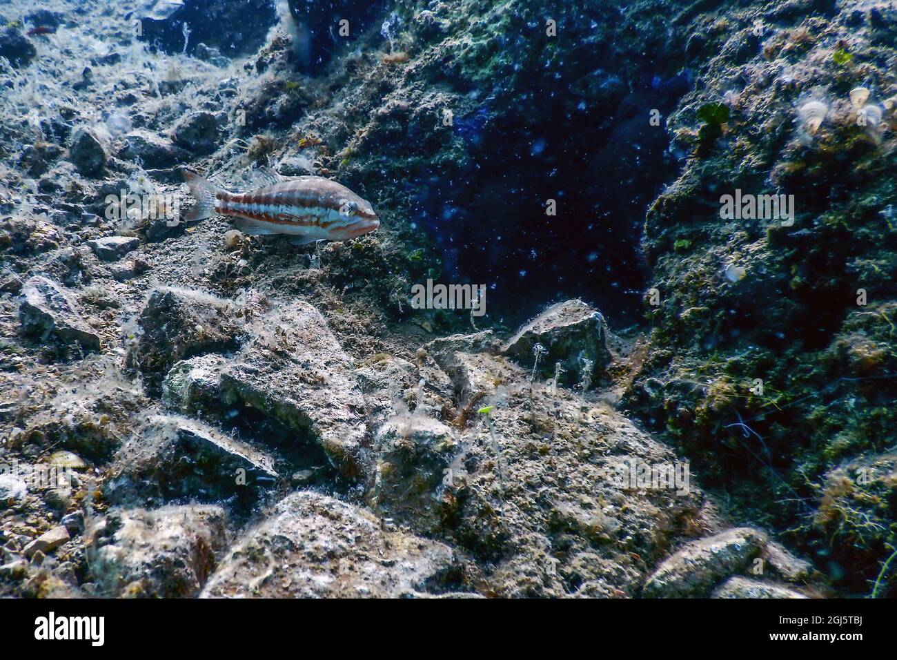Comber Fish (Serranus cabrilla) Underwater Scene, Wildlife Stock Photo ...