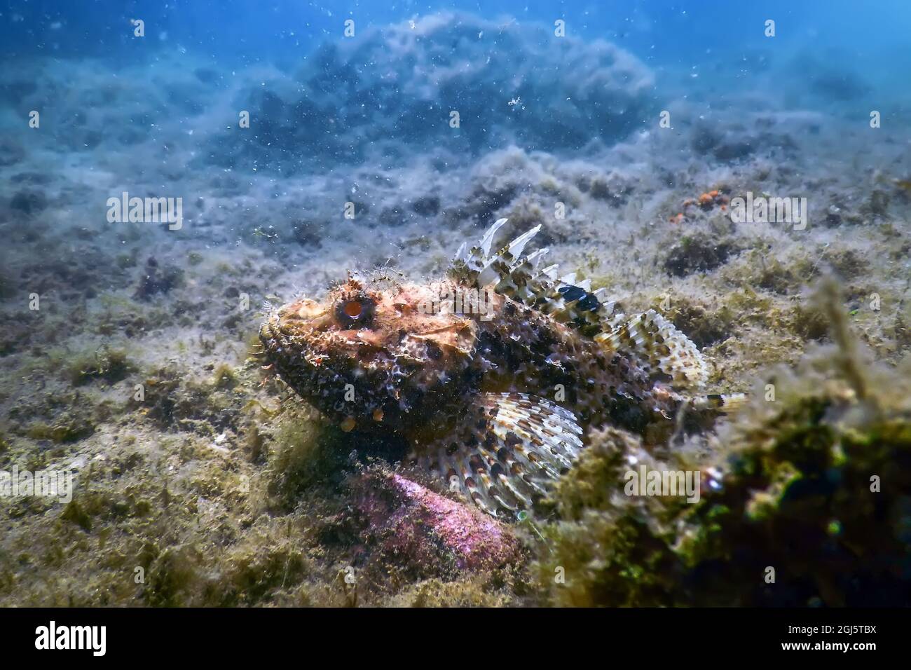 Scorpion Fish Underwater Underwater Life. Scorpionfish (Scorpaena ...