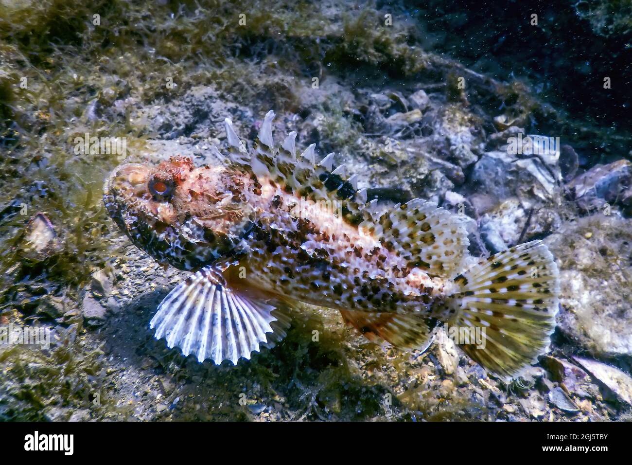 Scorpion Fish Underwater Underwater Life. Scorpionfish (Scorpaena ...