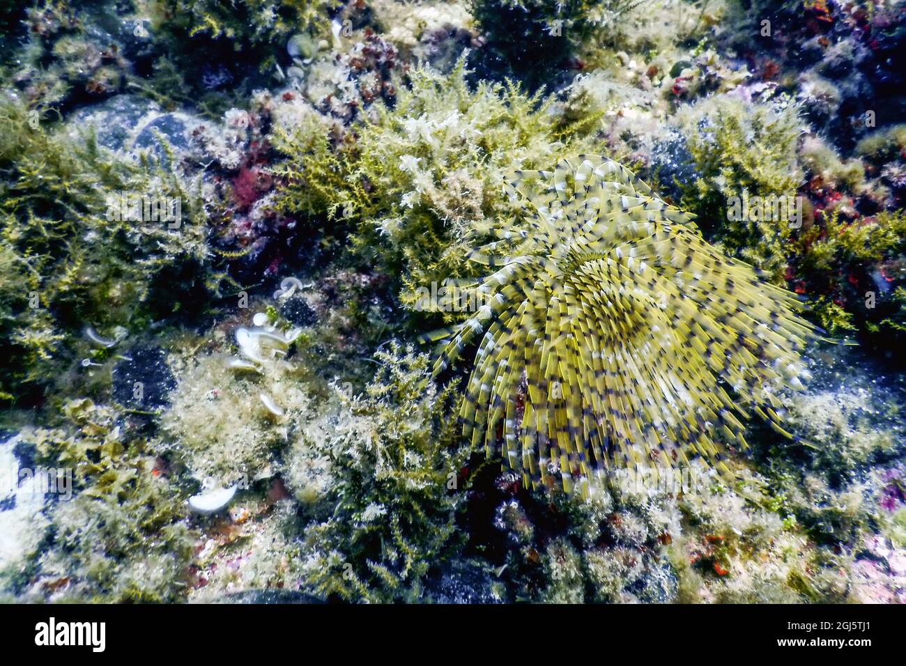 Tubeworm underwater (Sabella spallanzanii) Underwater Sea Life Stock ...