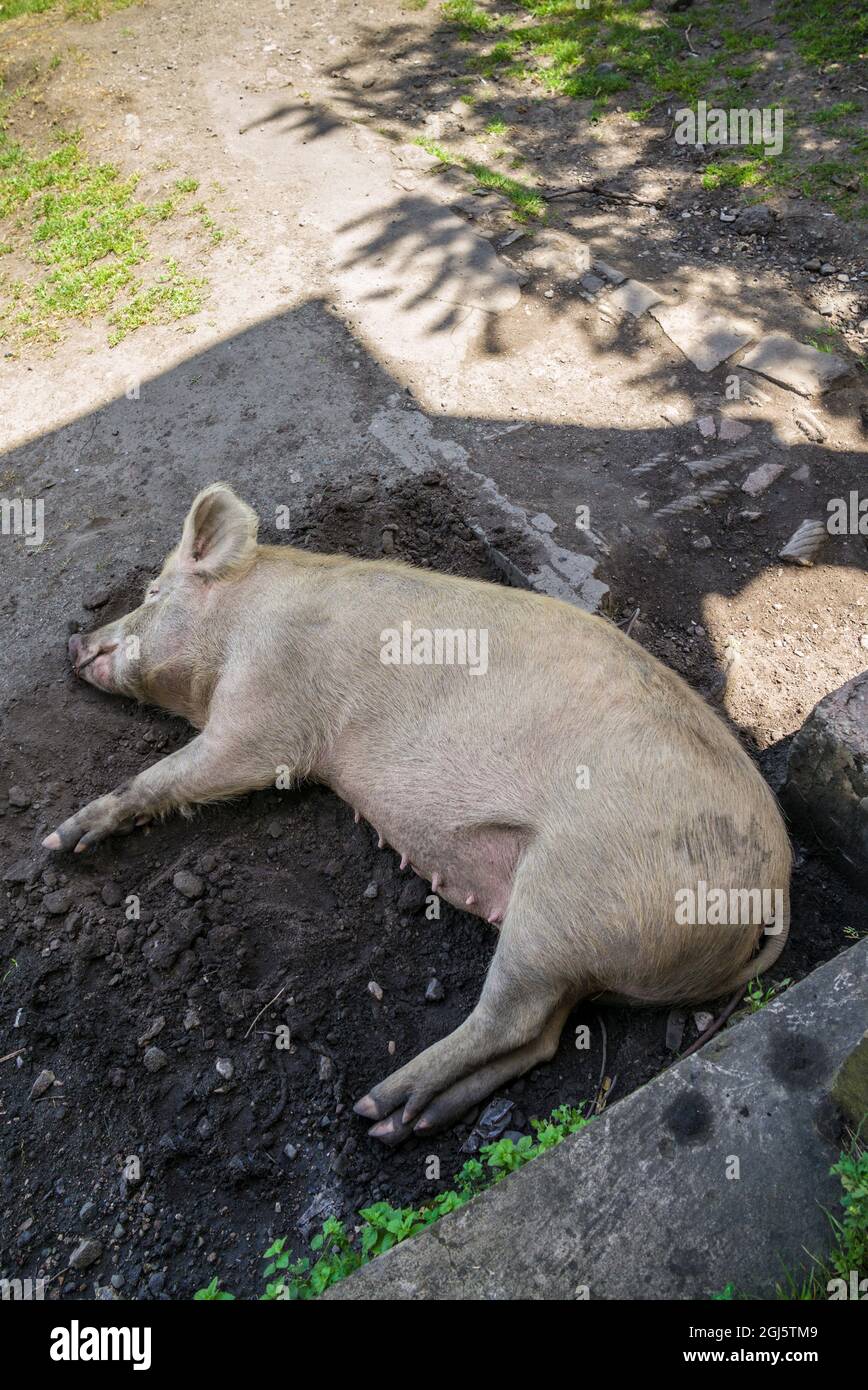 Georgia, Chiatura. Mining town pig Stock Photo - Alamy