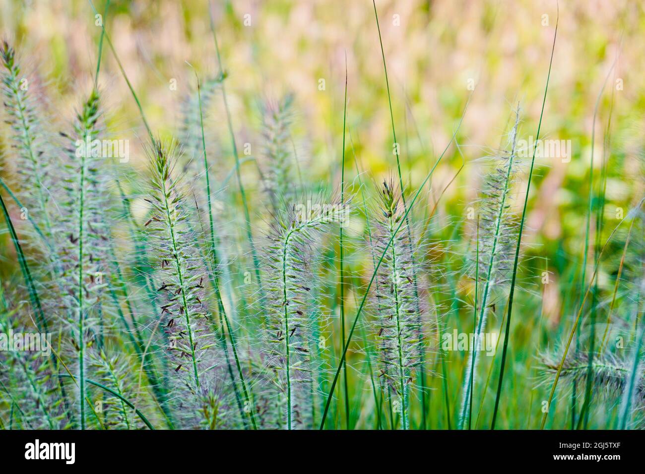 Outdoors grasses uncultivated landscape rural hi-res stock photography ...