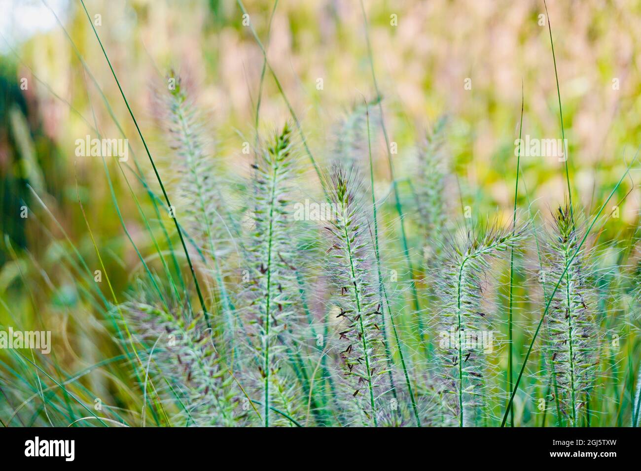 Meadow grasses background hi-res stock photography and images - Alamy