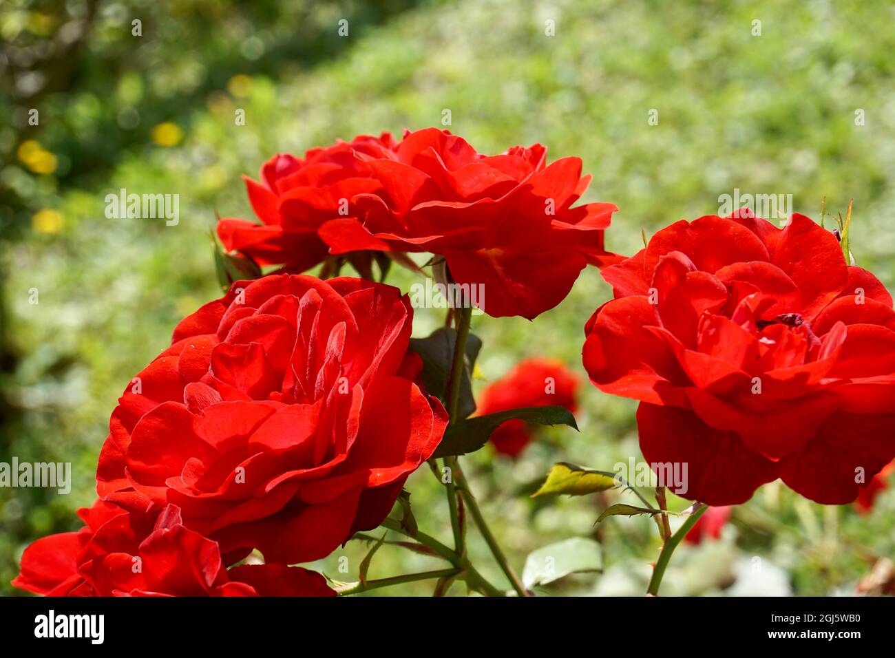 Vivid red roses hi-res stock photography and images - Alamy