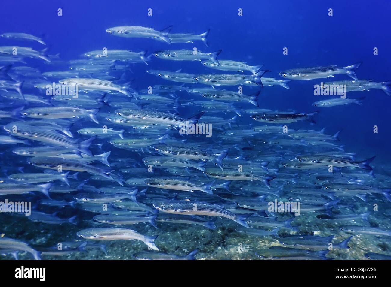 Mullet fish school schooling hi-res stock photography and images - Alamy