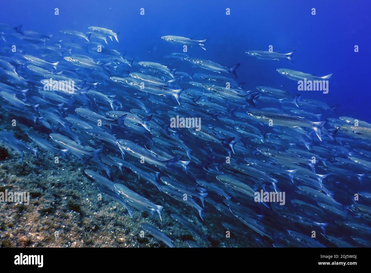 Fish School Underwater, Fish underwater background (Mugil cephalus ...
