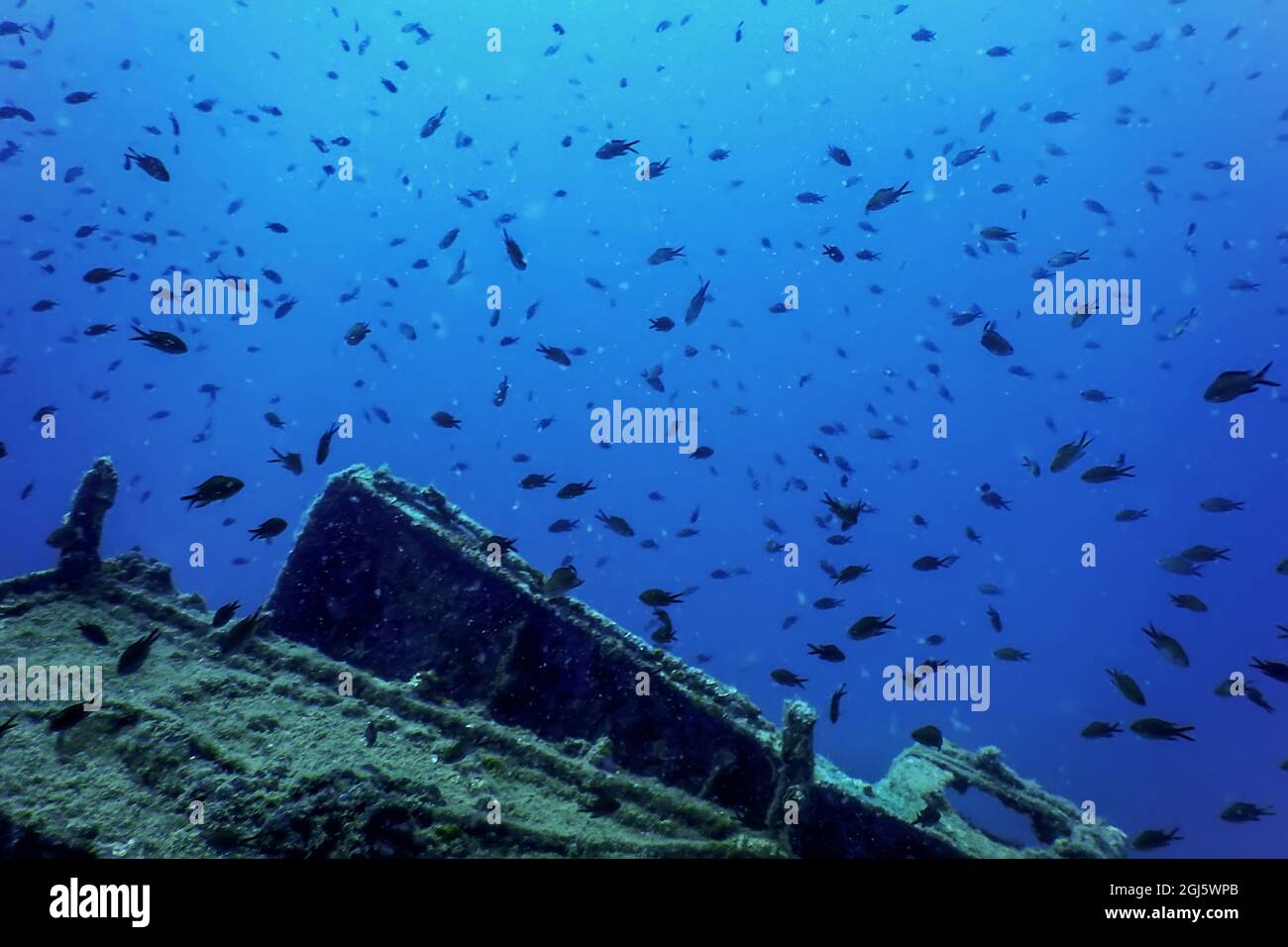 Wildlife at the ship wreck, Underwater world wildlife Stock Photo - Alamy
