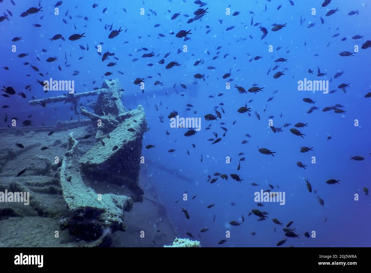 Wildlife at the ship wreck, Underwater world wildlife Stock Photo - Alamy