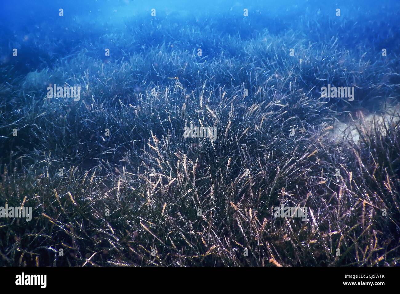 Forest of Seaweed, Seaweed Underwater, Underwater Scene, sea life Stock ...