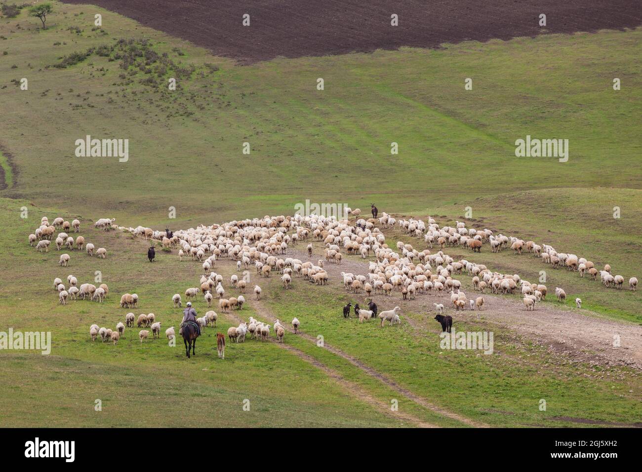 Georgia, Udabno. Cattle and sheep Stock Photo - Alamy